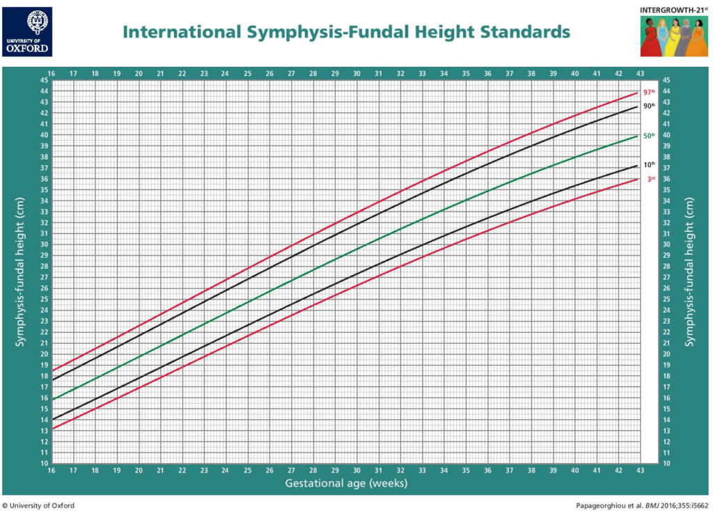 Fundal Height: What does it mean? - FetalCalc