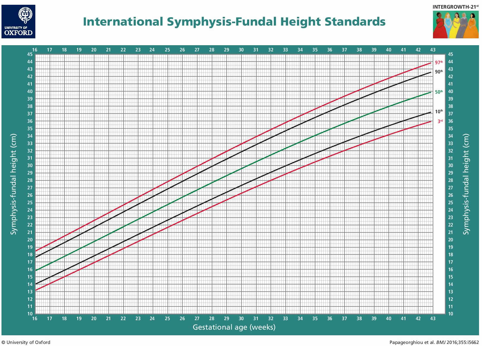 Fundal Height What Does It Mean FetalCalc Fundal Height What Does It Mean FetalCalc